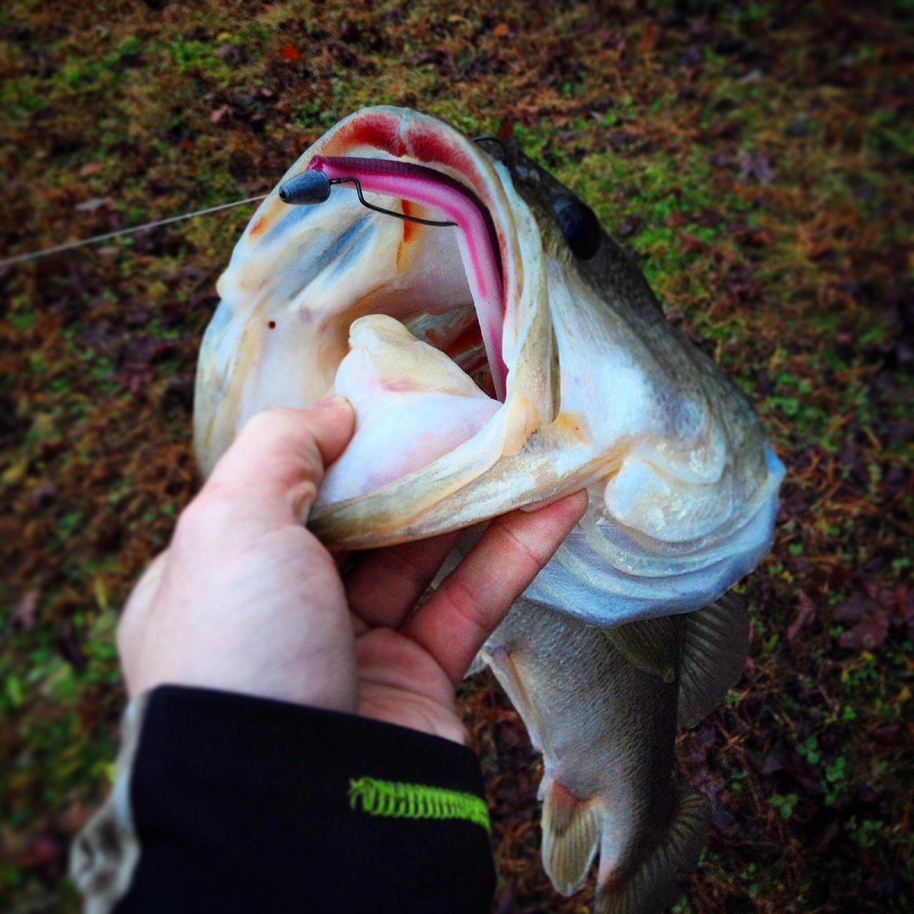 Custom Baits - Forum - Candy Cane?