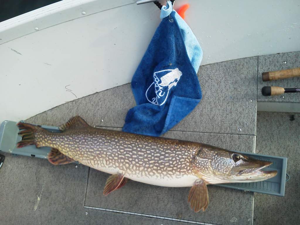 Custom Baits - Forum - BIG Northern Pike on a Small Fry